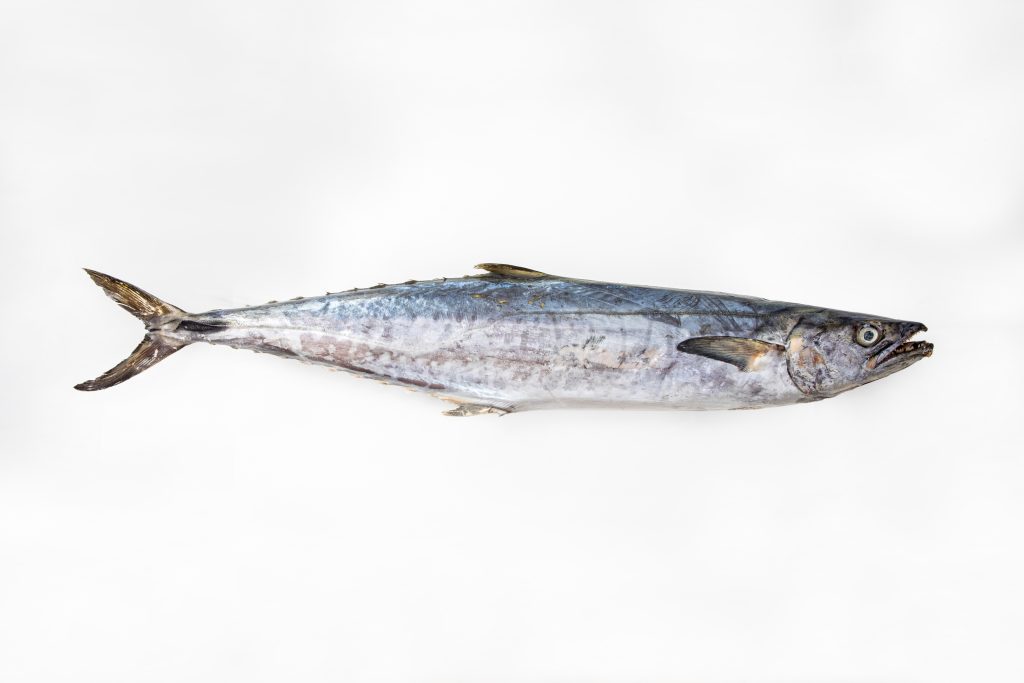 Reliable King Fish Wholesale Supplier – Unimitra Seafood